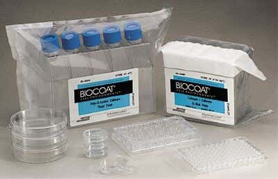 BD Biocoat 356487 Collagen I Cellware, 175 cm2 flask, vented cap from ...