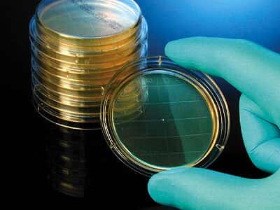 Contact plate, TSA with Lecithin and Tween 80, 10/pk from Cole-Parmer