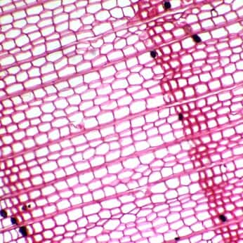 Cole-Parmer Prepared Slide, Cork Section from Cole-Parmer