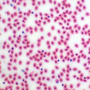 Cole-Parmer Prepared Slide, Frog Blood Smear from Cole-Parmer