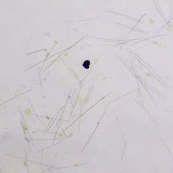 Cole-Parmer Prepared Slide, Grantia Spicules, Wm from Cole-Parmer