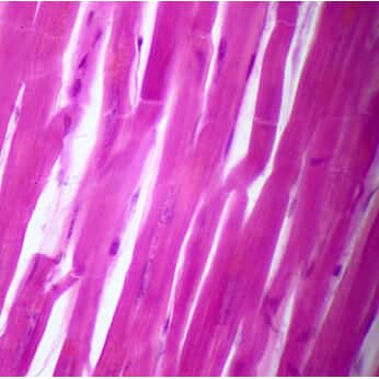 Cole-Parmer Prepared Slide, Cardiac Muscle from Cole-Parmer