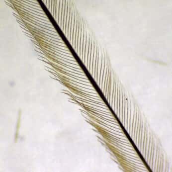 Cole-Parmer Prepared Slide, Feathers, 3 Types from Cole-Parmer