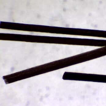 Cole-Parmer Prepared Slide, Hair, 3 Types from Cole-Parmer