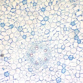 Cole-Parmer Prepared Slide, Ranunculus Stem, Buttercup, Cs from Cole-Parmer
