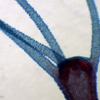 Cole-Parmer Prepared Slide, Hydra, Wm from Cole-Parmer