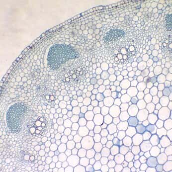 Cole-Parmer Prepared Slide, Sunflower Stem, Cs from Cole-Parmer