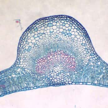 Cole-Parmer Prepared Slide, Lilac Leaf from Cole-Parmer