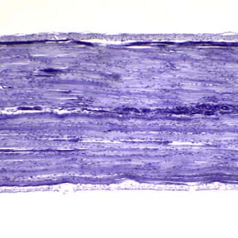 Cole-Parmer Prepared Slide, Striated Muscle, Ls from Cole-Parmer