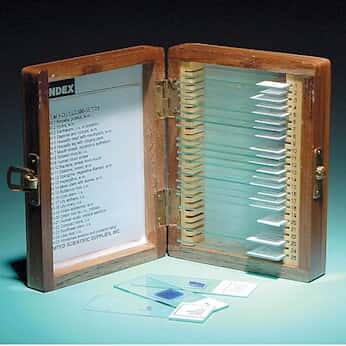 Cole-Parmer Prepared Microscope Slide Set, Biology, Set of 25 Slides; 1 ...