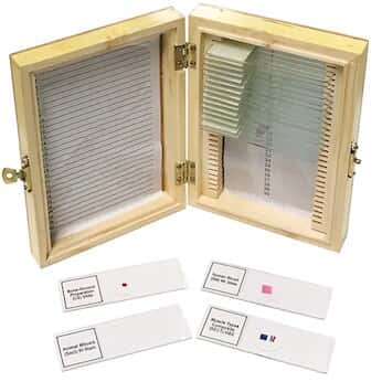 Cole-Parmer Prepared Microscope Slide Set, Biology, Set of 20 Slides; 1 ...