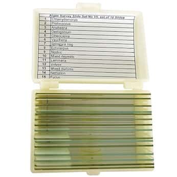 Cole-Parmer Prepared Microscope Slide Set, Algae Survey, Set of 15 ...