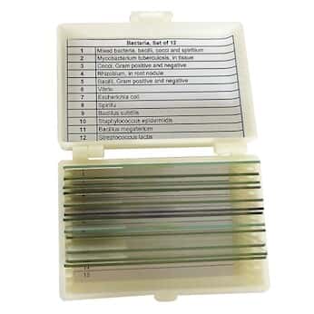 Cole-Parmer Prepared Microscope Slide Set, Bacteria, Set of 12 Slides ...