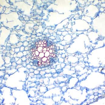 Cole-Parmer Essentials Prepared Slide, Buttercup Root from Cole-Parmer ...