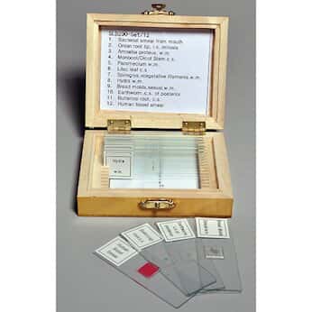 Prepared Microscope Slides