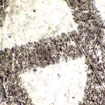 Microscope Accessories from Cole-Parmer