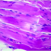 Cole-Parmer Prepared Slide, Skeletal Muscle, Cs and Ls from Cole-Parmer