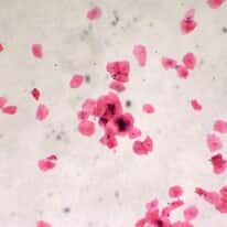 Cole-Parmer Prepared Slide, Human Cheek Cells from Cole-Parmer