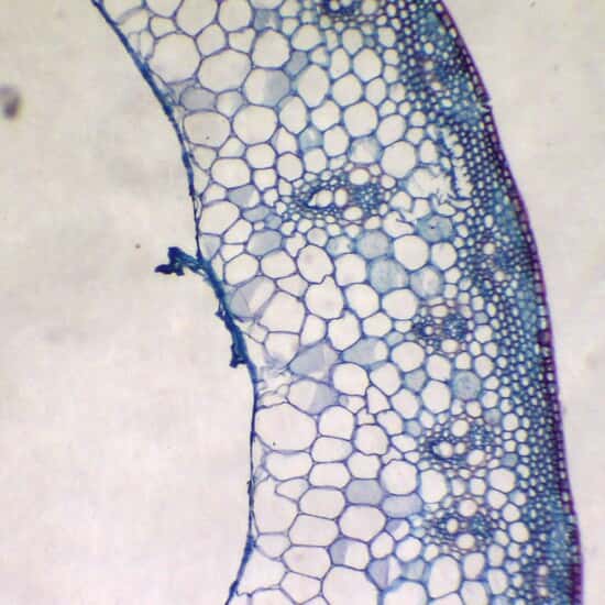 Cole-Parmer Prepared Slide, Wheat, Cs from Cole-Parmer