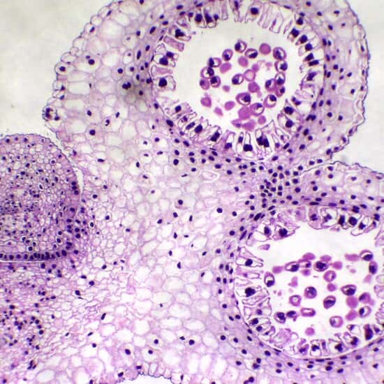 Cole-Parmer Prepared Slide, Plant Cell Meiosis, Lily Meiosis, Second ...