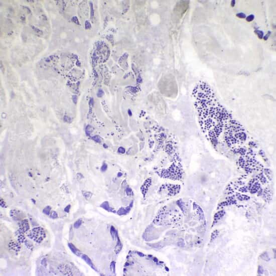 Cole-Parmer Prepared Slide, Animal Cell Mitosis, Grasshopper Testis ...