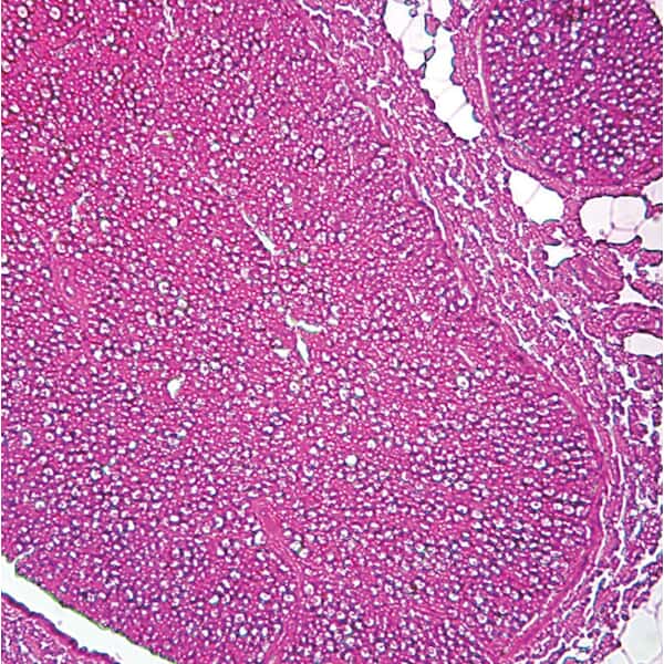 Cole-Parmer Prepared Slide, Nerve Cells, Animal from Cole-Parmer United Kingdom
