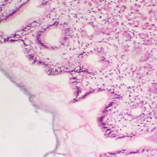 Cole-Parmer Prepared Slide, Human Stomach Tissue, Healthy from Cole ...