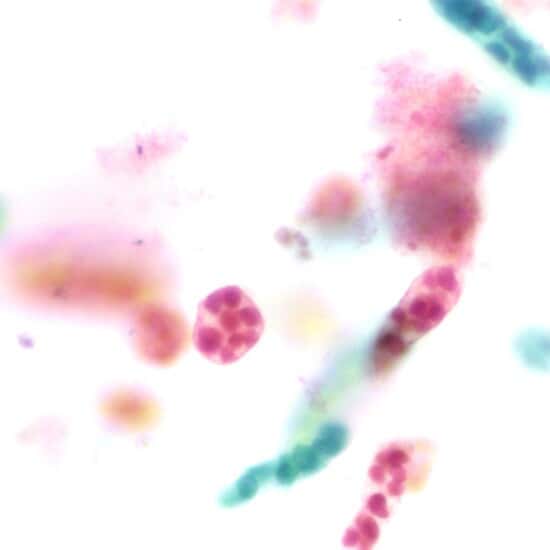 Cole-Parmer Prepared Slide, Euglena from Cole-Parmer