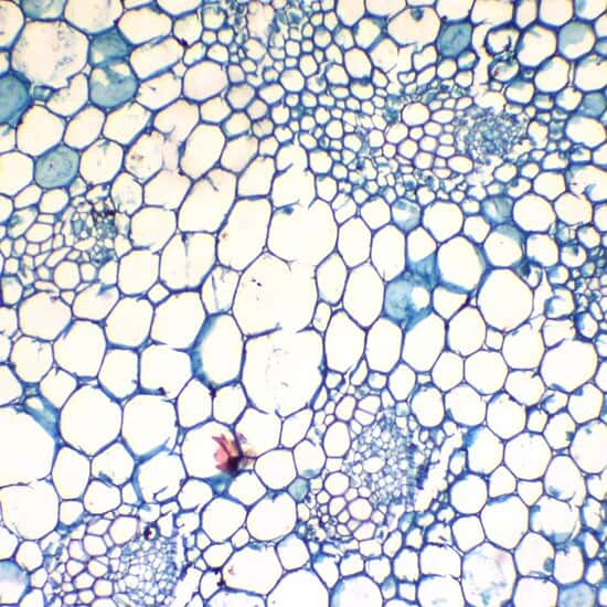 Cole-Parmer Prepared Slide, Lily Stem, Cs from Cole-Parmer Canada