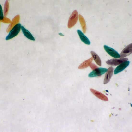 Cole-Parmer Prepared Slide, Mixed Protozoa from Cole-Parmer Canada