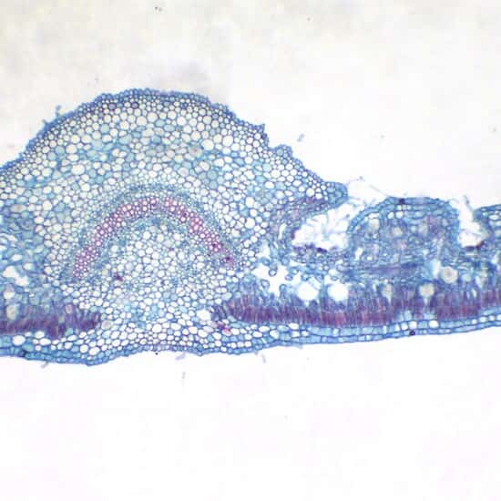 Cole-Parmer Prepared Slide, Oleander Leaf, Cs from Cole-Parmer