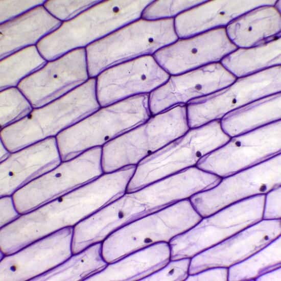 Cole-Parmer Prepared Slide, Onion Skin, Cs from Cole-Parmer
