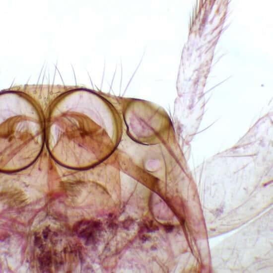 Cole-Parmer Prepared Slide, Spider, Wm from Cole-Parmer