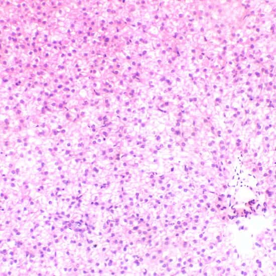 Cole-Parmer Prepared Slide, Frog Liver, Sec from Cole-Parmer