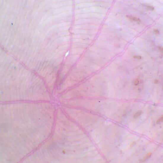 Cole-Parmer Prepared Slide, Fish Scale from Cole-Parmer