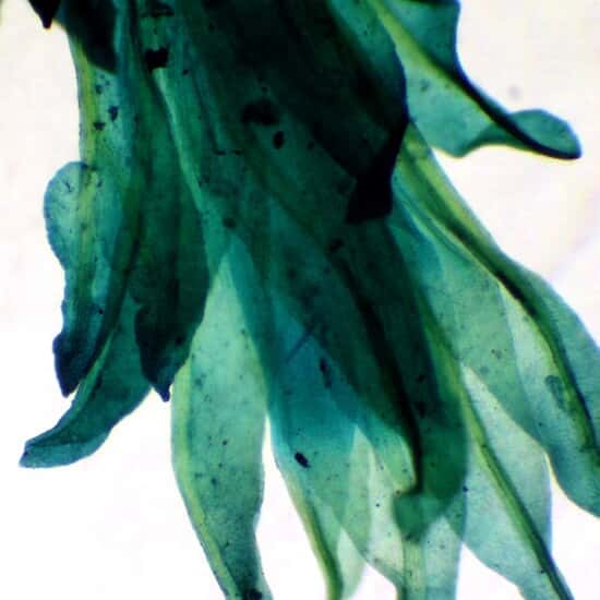 Cole-Parmer Prepared Slide, Moss Stem with Leaves, Wm from Cole-Parmer