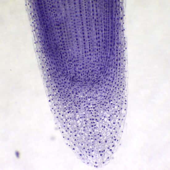 Cole-Parmer Prepared Slide, Onion Root Tip Mitosis from Cole-Parmer