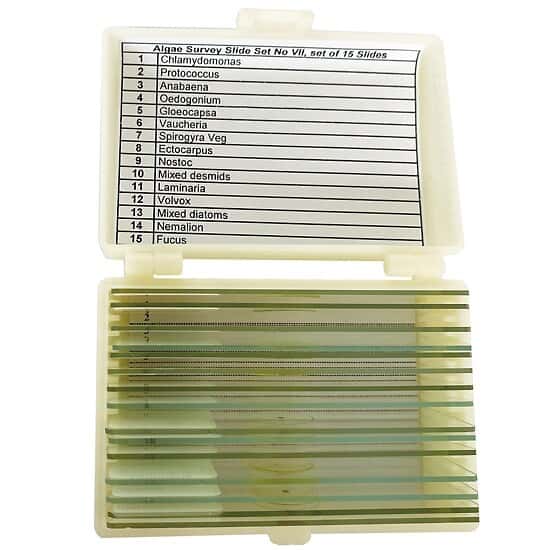 Cole-Parmer Prepared Microscope Slide Set, Algae Survey, Set of 15 ...