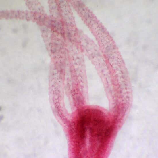 Cole Parmer Essentials Prepared Slide Hydra Budding Wm From Cole Parmer
