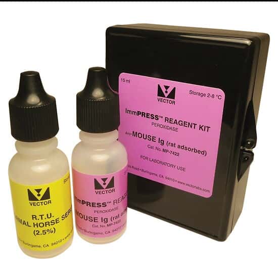 Vector Laboratories ImmPRESS HRP Anti-Mouse IgG, Rat Absorbed, Reagent ...
