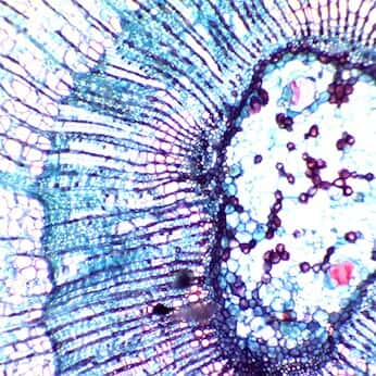 Cole-Parmer® Prepared Microscope Slides, Plants from Cole-Parmer