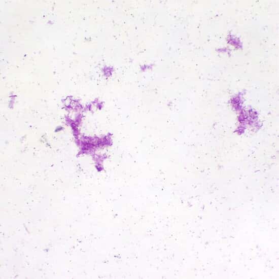 Cole-Parmer® Prepared Microscope Slides, Bacteria and Fungi from Cole ...