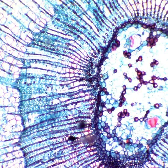 Cole-Parmer® Prepared Microscope Slides, Plants from Cole-Parmer